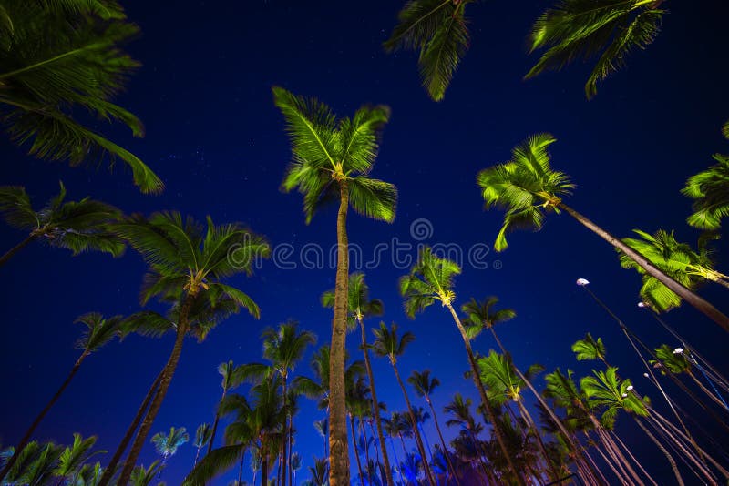 Coconut Palm Trees Perspective View at Night Stock Image - Image of ...