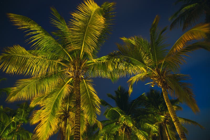 Coconut Palm Trees Perspective View at Night Stock Photo - Image of ...