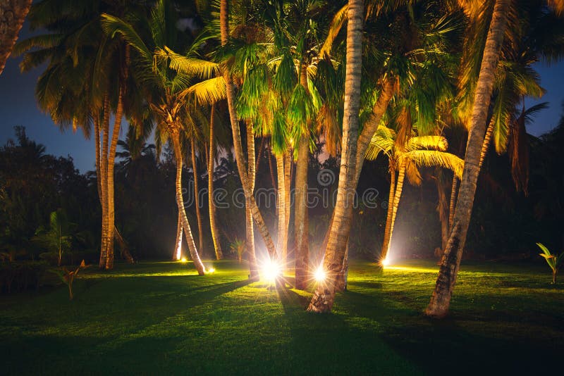 Coconut Palm Trees Perspective View at Night Stock Photo - Image of ...