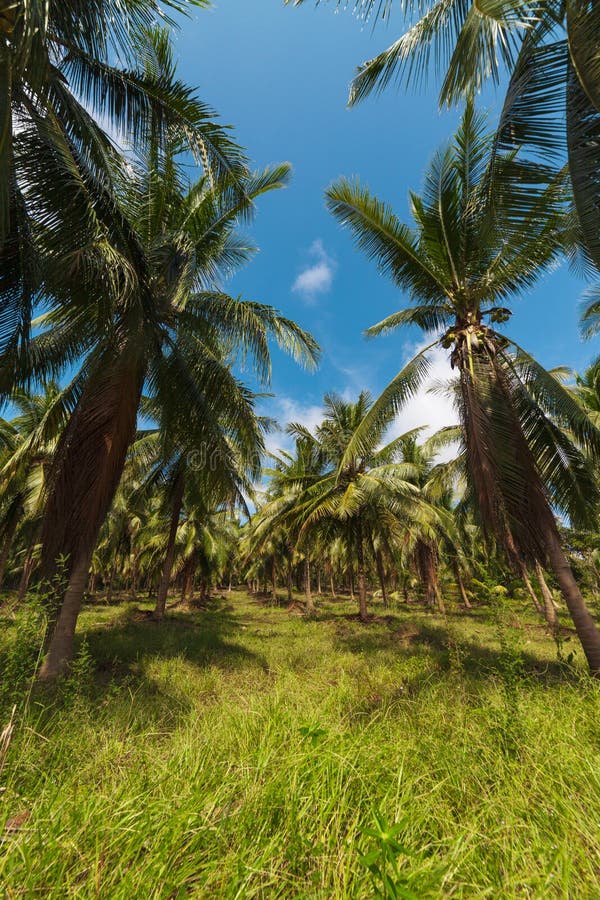 The Coconut Palm Trees Perspective View with Sky Stock Photo - Image of ...