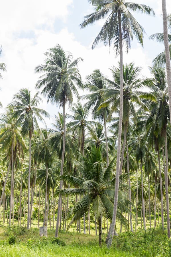 Coconut palm trees stock image. Image of grove, land - 36111309