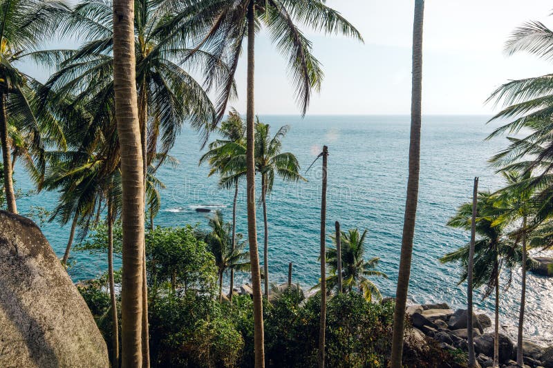 Tropical Island,coconut and Palm Trees by the Sea on the Island Stock ...