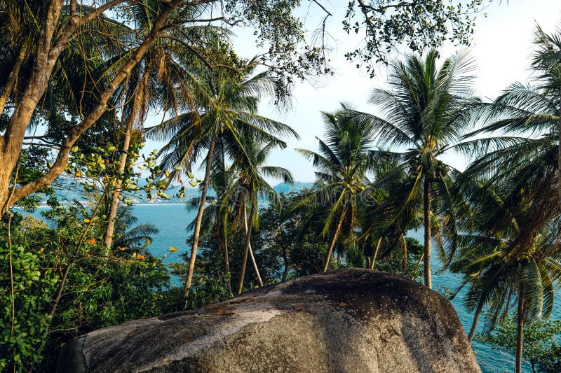 Tropical Island,coconut and Palm Trees by the Sea on the Island Stock ...