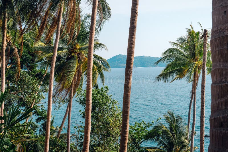 Tropical Island,coconut and Palm Trees by the Sea on the Island Stock ...
