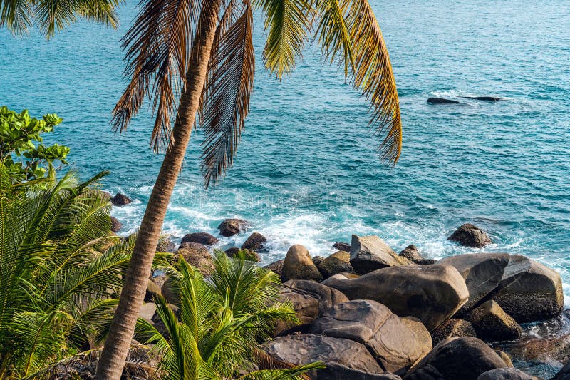 Tropical Island,coconut and Palm Trees by the Sea on the Island Stock ...