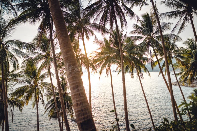 Tropical Island,coconut and Palm Trees by the Sea on the Island Stock ...