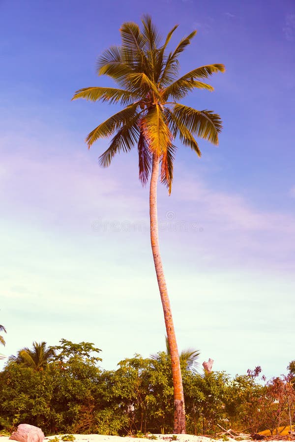 Coconut Palm Trees at Sunset, Color Tone Applied Stock Image - Image of ...