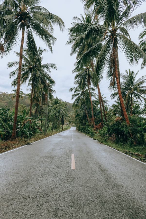The Coconut Palms and Road in Tropical Island with Sunrise Stock Photo ...
