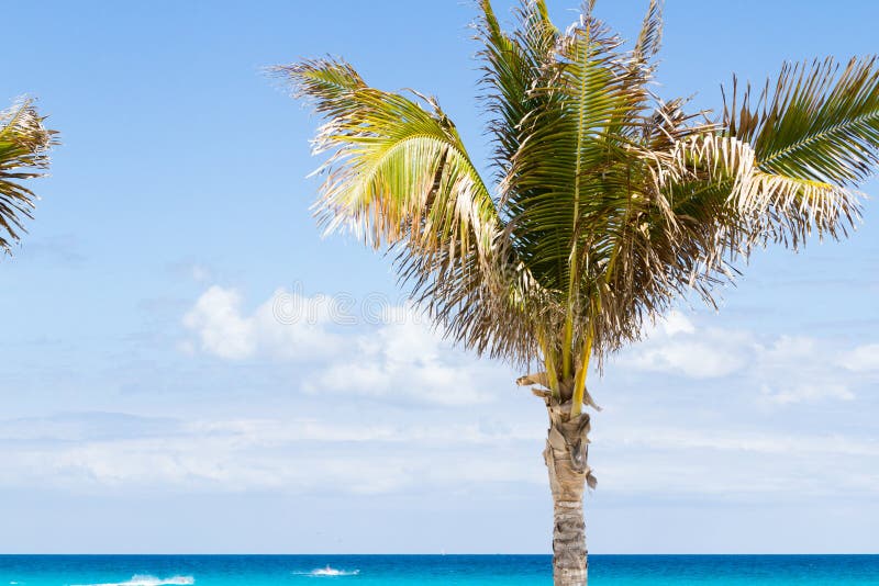 Coconut palms stock image. Image of cancun, leaf, travel - 286531085