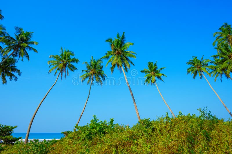 Coconut Palms Trees on Tropical Ocean Beach Stock Photo - Image of ...