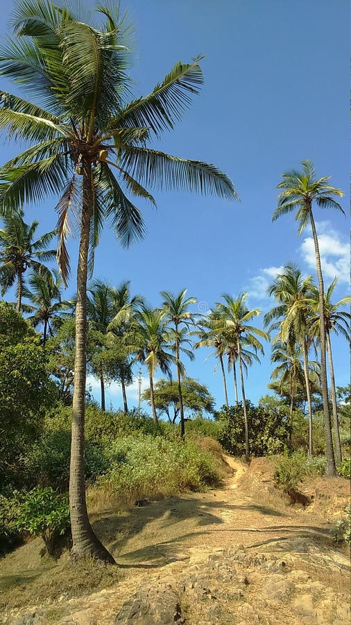 Coconut Palms in Vagator, North Goa, India Stock Photo - Image of ...