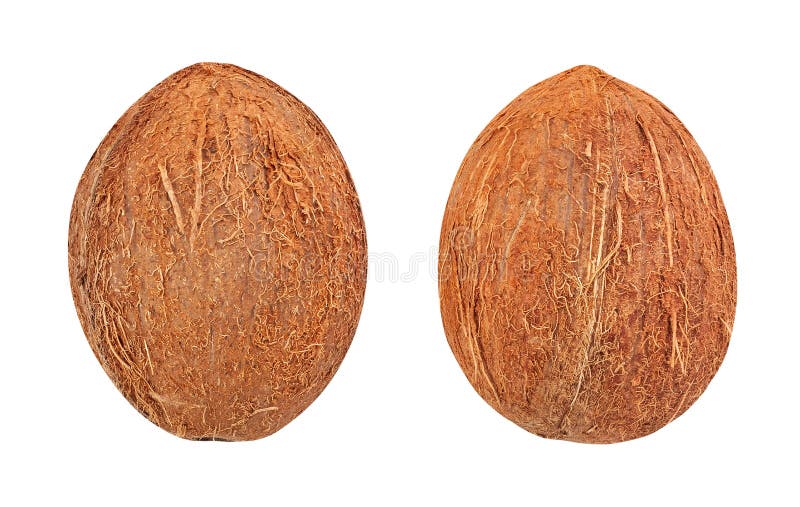 Coconut path isolated stock photo. Image of brown, food - 264710690