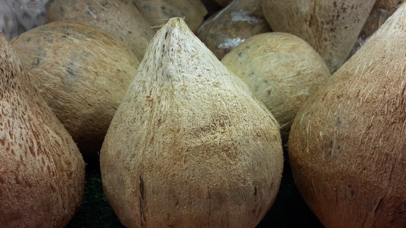 Coconut stock photo. Image of outer, coconut, peeled - 73788294