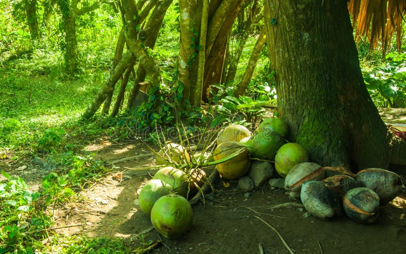 Coconut, philippines stock photo. Image of fresh, green - 53845992