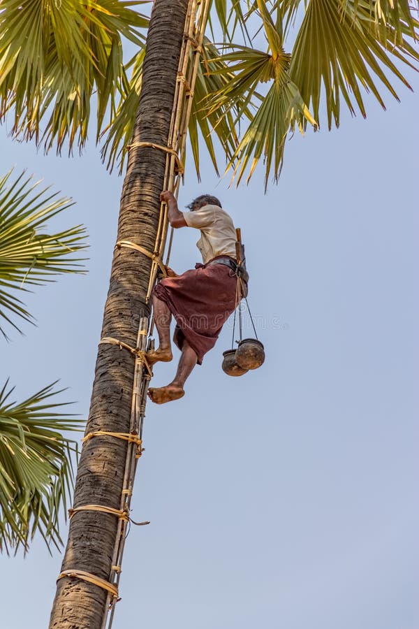 Coconut picker editorial stock image. Image of myanmar - 34127499