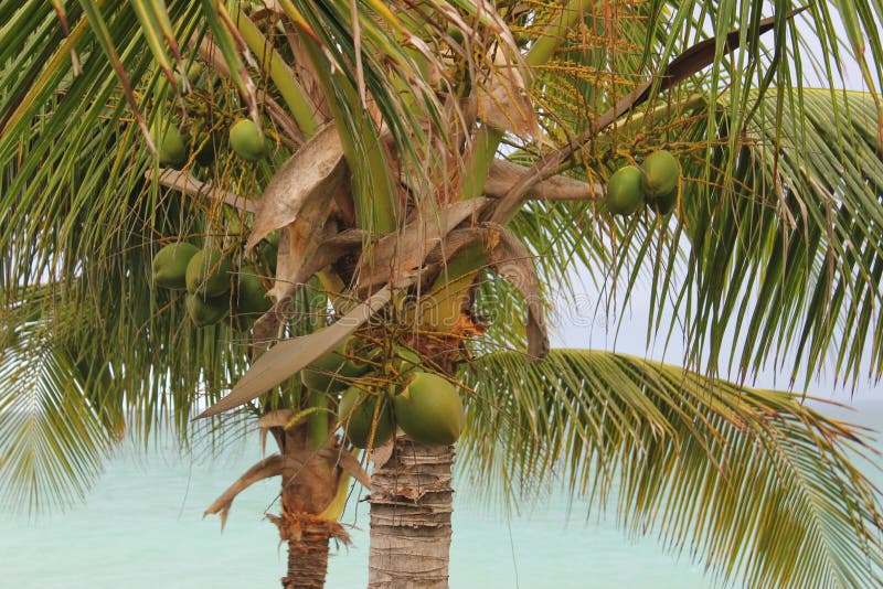 Coconut & Pine Tree, Pine Tree with Coconut Tree Stock Image - Image of ...