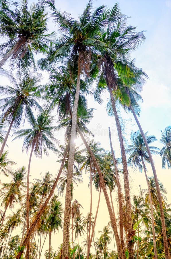 Coconut plam garden stock photo. Image of tropics, branch - 197545262