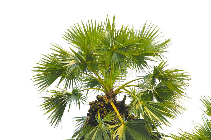 Coconut or Plam Tree Branch Isolated with White Background and with ...
