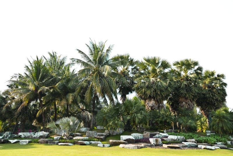 Coconut and plam tree stock photo. Image of color, jungle - 38192228