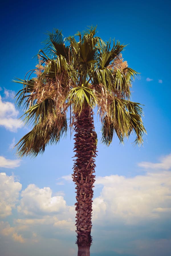 Coconut Plam Tree on Blue Sky Background with Clouds Stock Image ...