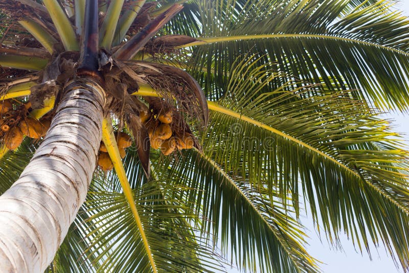 Coconut plam tree stock image. Image of sunny, natural - 47105547