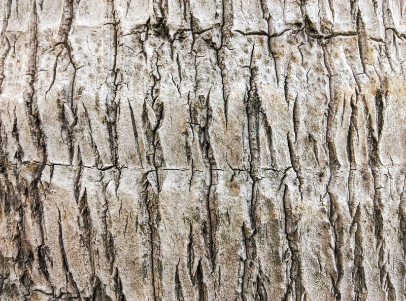 454 Plam Tree Texture Stock Photos - Free & Royalty-Free Stock Photos ...