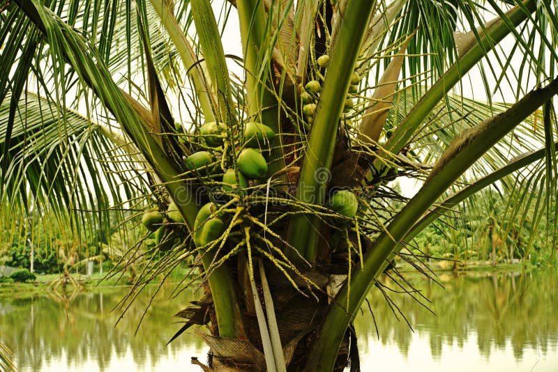 Coconut plant stock photo. Image of fruit, milk, drink - 93334862