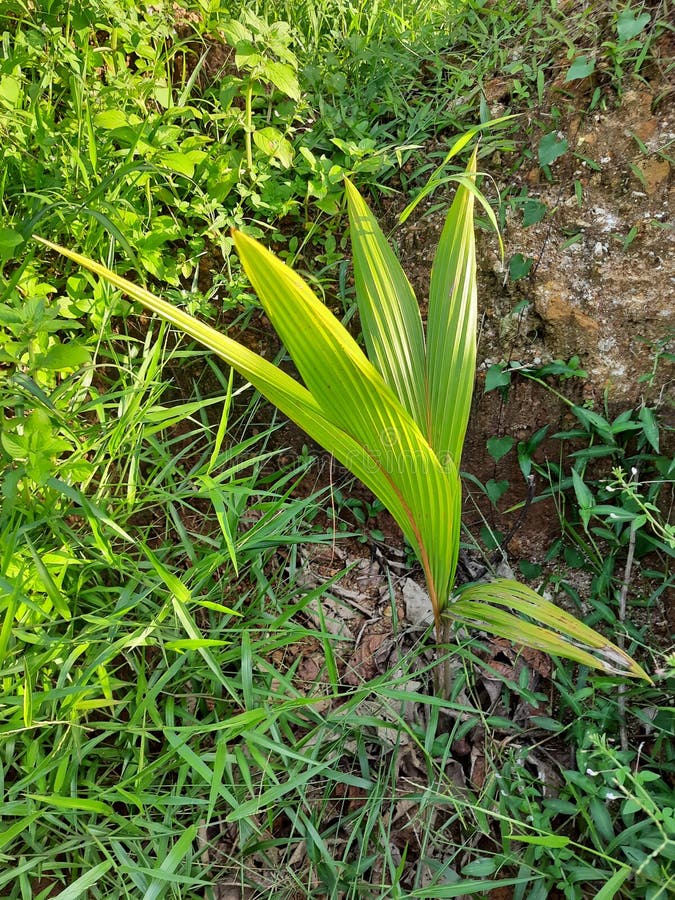 Coconut plant sapling stock image. Image of flower, forest - 189784637