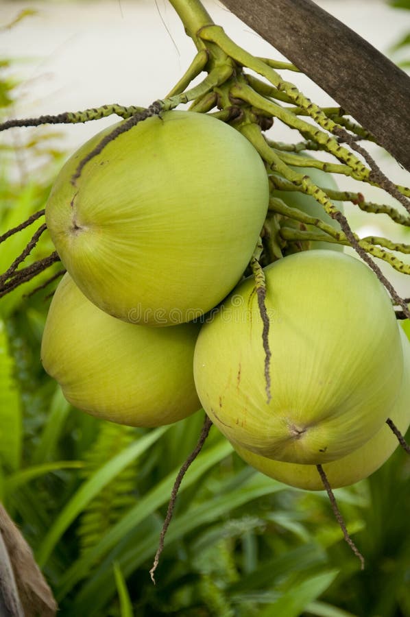 Coconut plant stock photo. Image of food, botany, tropical - 73549420