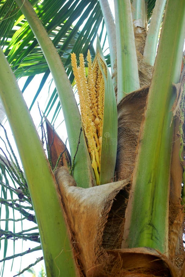 Coconut pollen. stock image. Image of flower, export - 179755983