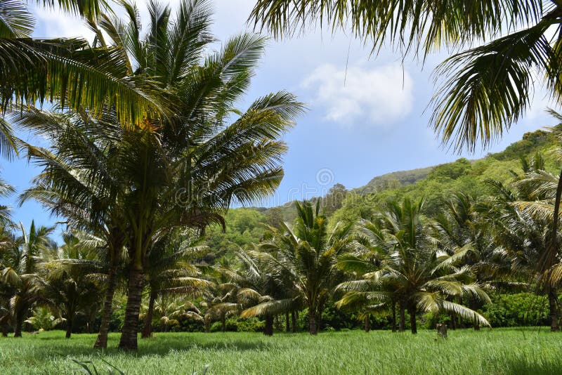 Coconut Plantation, Coconut Palm Trees. Tropical Background. Stock ...