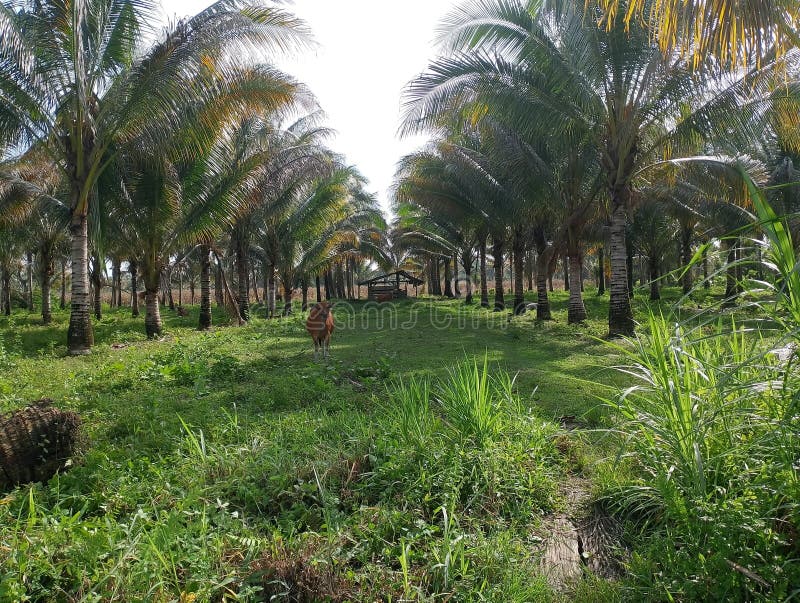Coconut Plantations with Cattle Running Wild Stock Photo - Image of ...