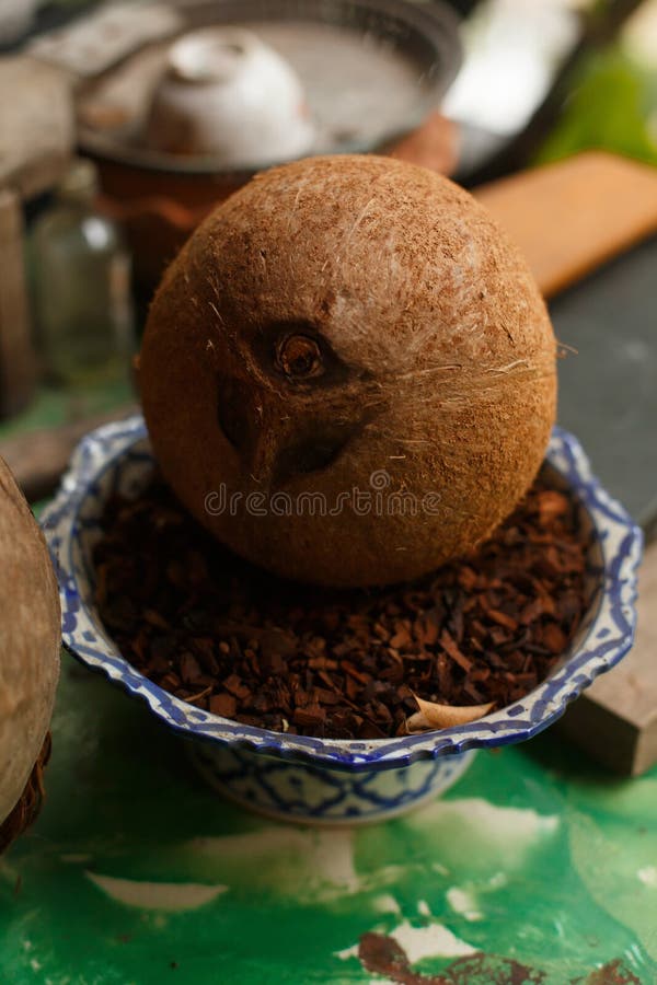 Coconut Planted in a Plate for Germination Stock Image - Image of farm ...