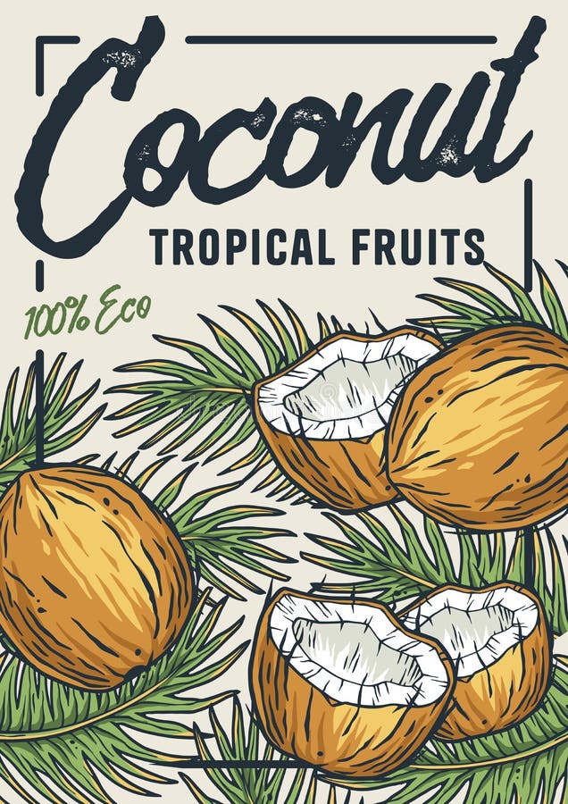 Coconut Poster. Summer Exoic Fruit and Nuts Design Stock Vector ...