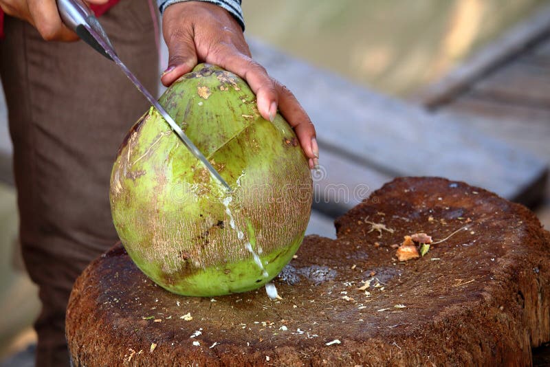 Coconut Preparation: Cutting Stock Image - Image of palm, agriculture ...