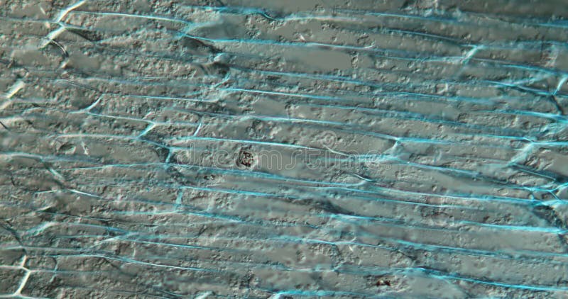 Coconut pulp stock footage. Video of textur, blue, transmitted - 205432262