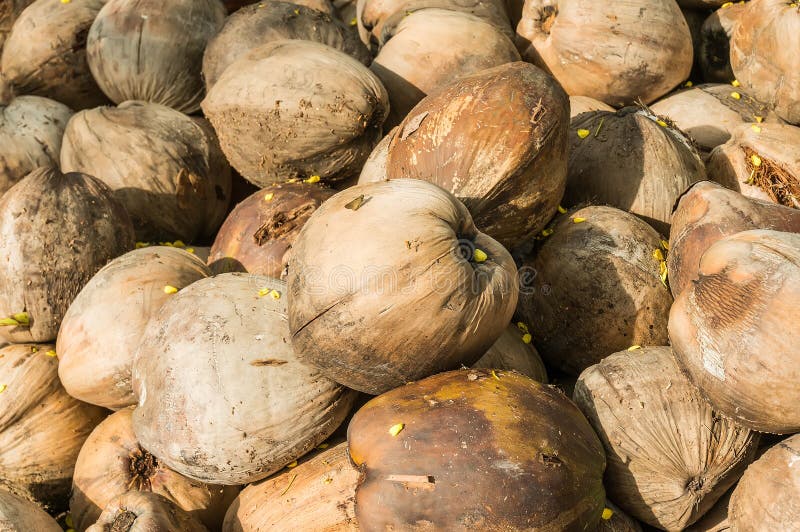 Coconut stock image. Image of fresh, beauty, care, macro - 46076251