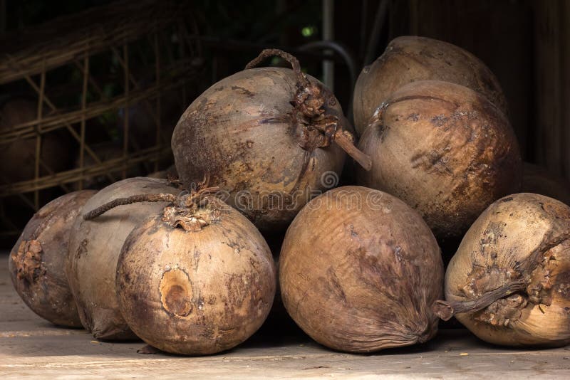 Coconut Raw Materials for Cooking Stock Photo - Image of sacred ...