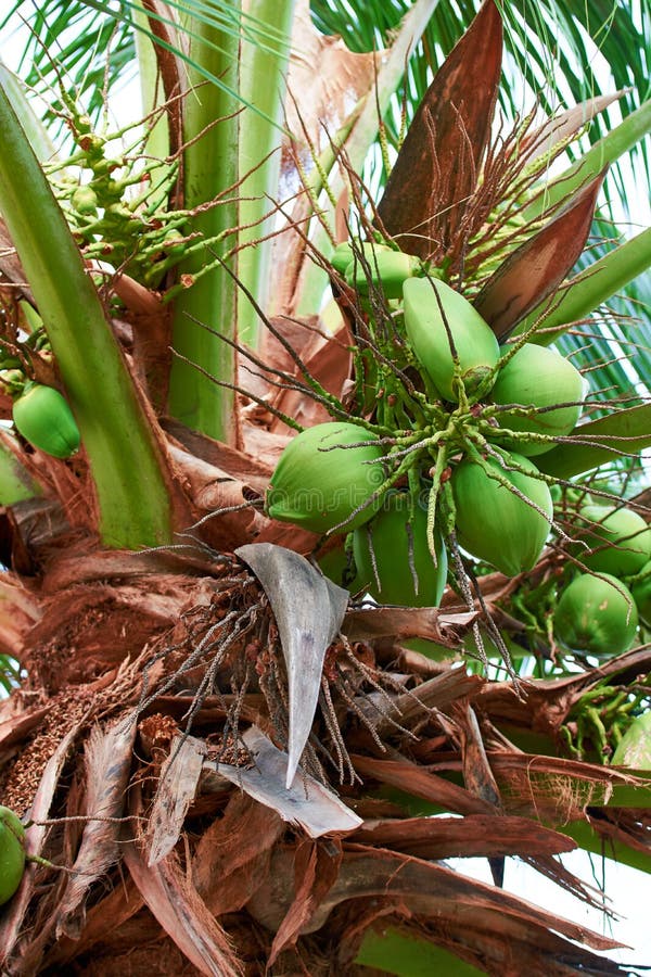 Coconut stock photo. Image of organic, natural, asian - 87711456
