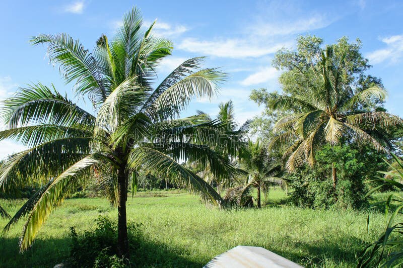 The Coconut, Rice Field with Blue Sky ,outdoor Style Stock Image ...