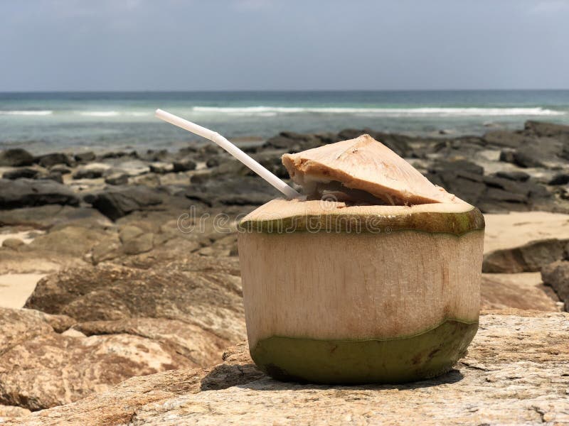 Coconut on the rocks stock photo. Image of thailand - 186357828