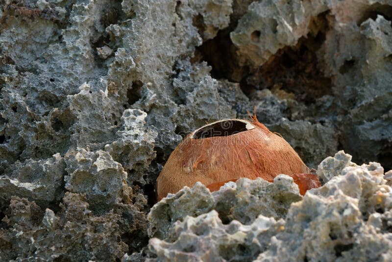 Coconut on Rocks in the Sea Stock Photo - Image of leaf, geology: 238258052