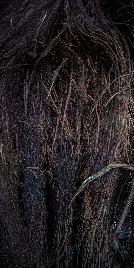 Coconut root stock image. Image of plant, trunk, winter - 201208259