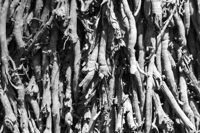 The Coconut Root Structure is Interesting To Use As a Background Image ...