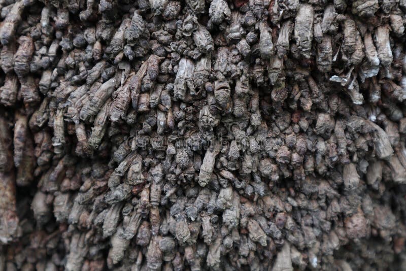 Coconut Root Texture. Coconut Root Stock Image - Image of nature ...