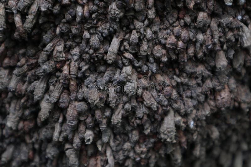 Coconut Root Texture. Coconut Root Stock Photo - Image of branch ...