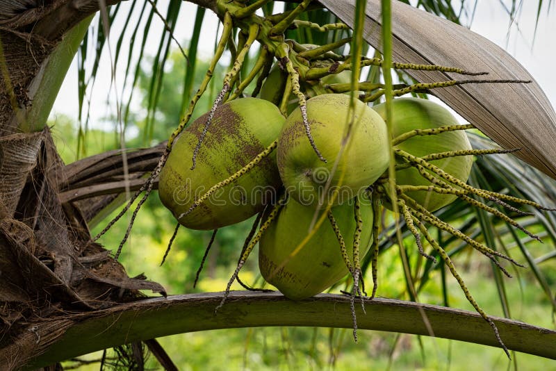 Coconut with Roots stock image. Image of coconut, tropical - 224895433