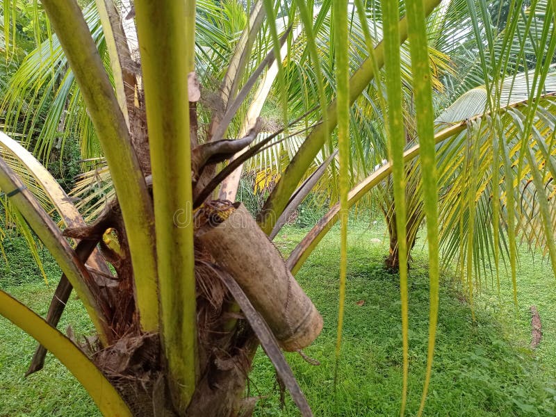 Coconut sap collection. stock image. Image of flavor - 366151641