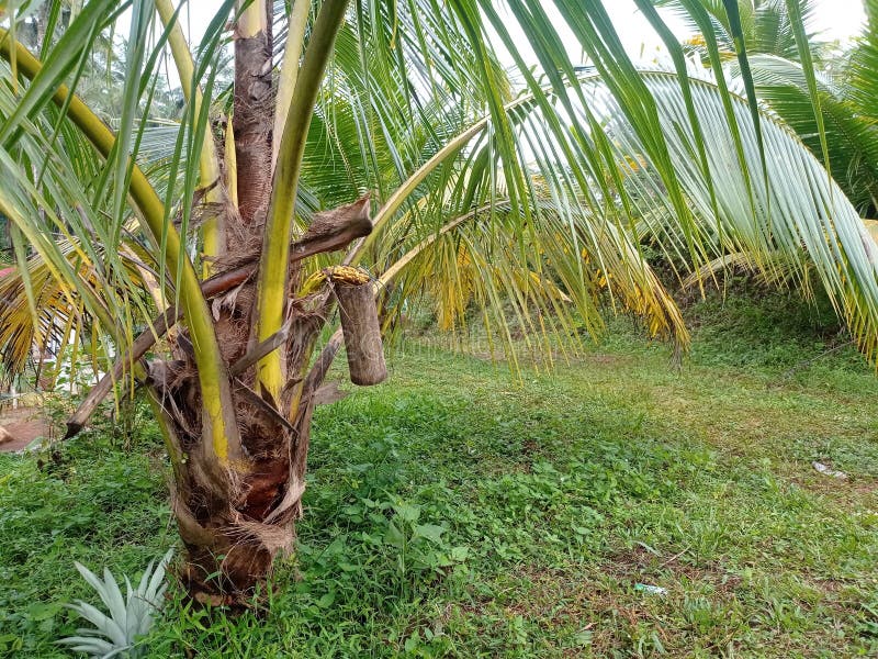 Coconut sap collection. stock image. Image of plantation - 366151687