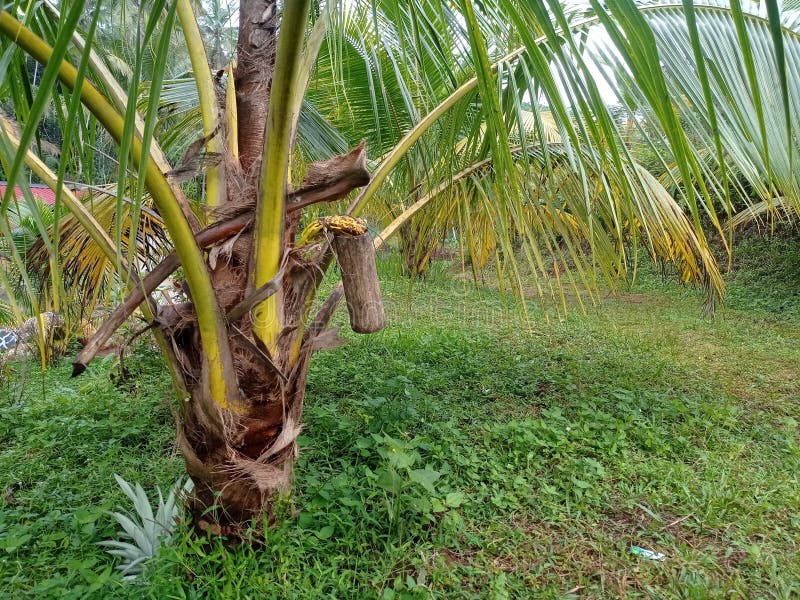 Coconut sap collection. stock photo. Image of cultivated - 366151690